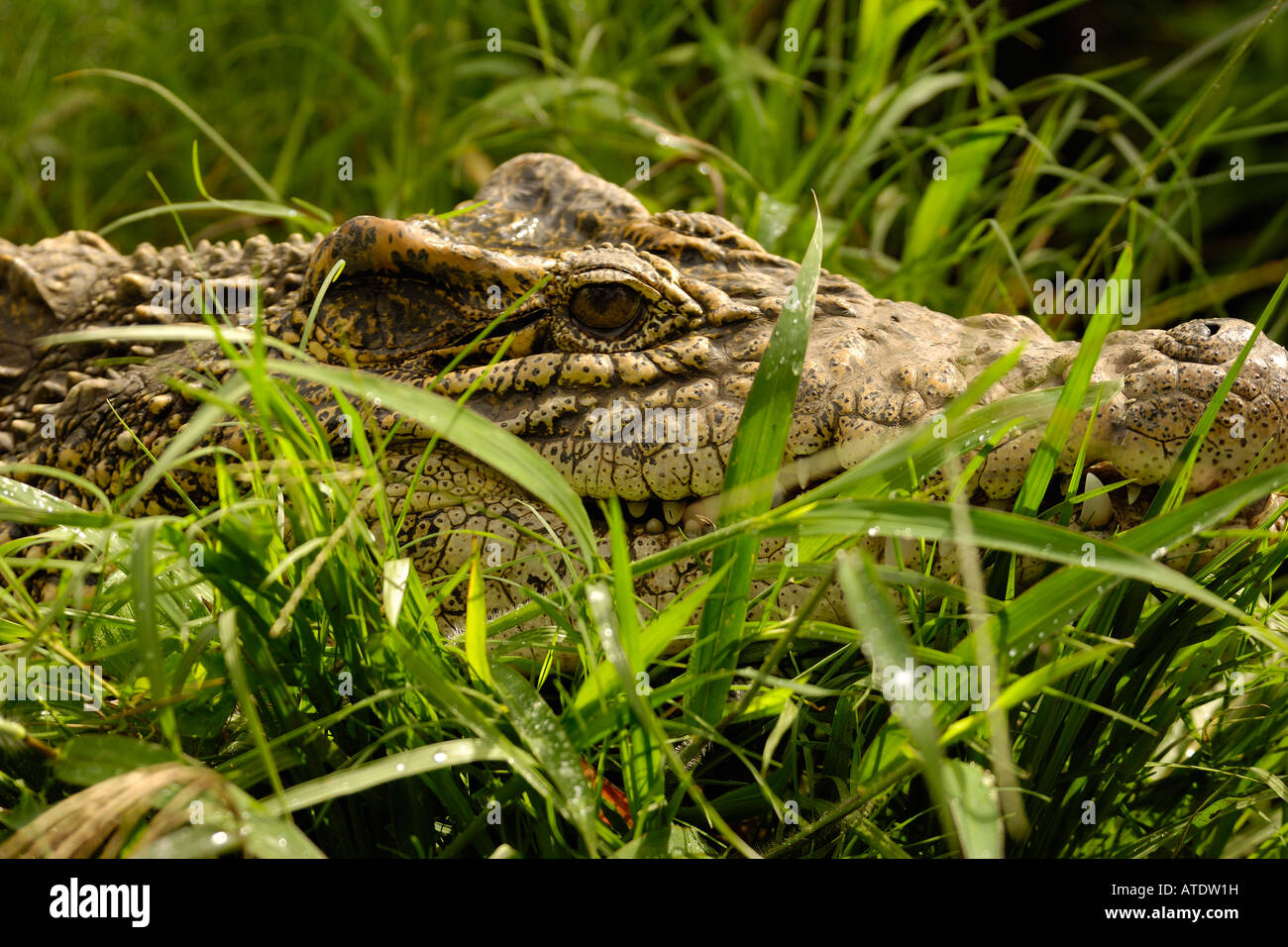 Cuban Crocodile Crocodylus rhombifer endangered captive Florida Stock ...