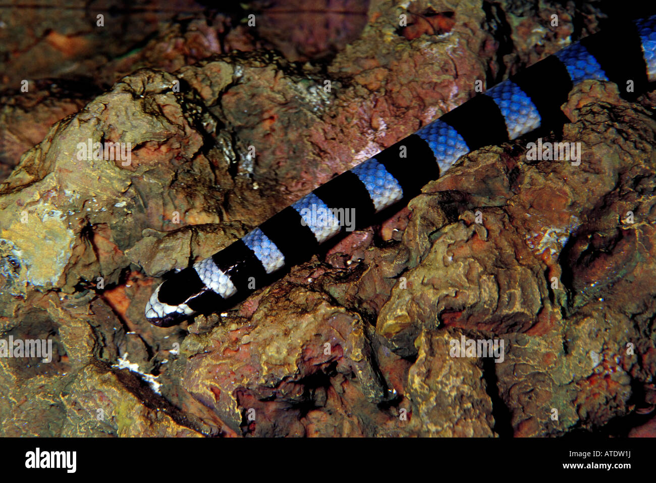 Krait venom hi-res stock photography and images - Alamy