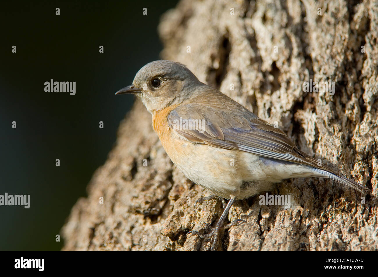 Western bluebird female hi-res stock photography and images - Alamy