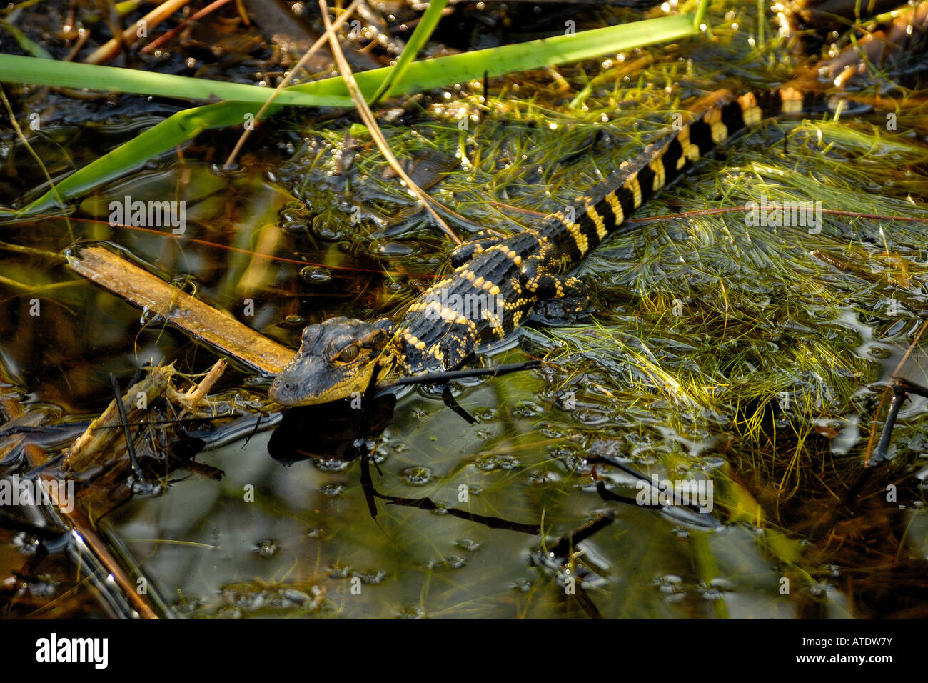 Juvenile American Alligator Alligator mississippiensis Florida Stock ...