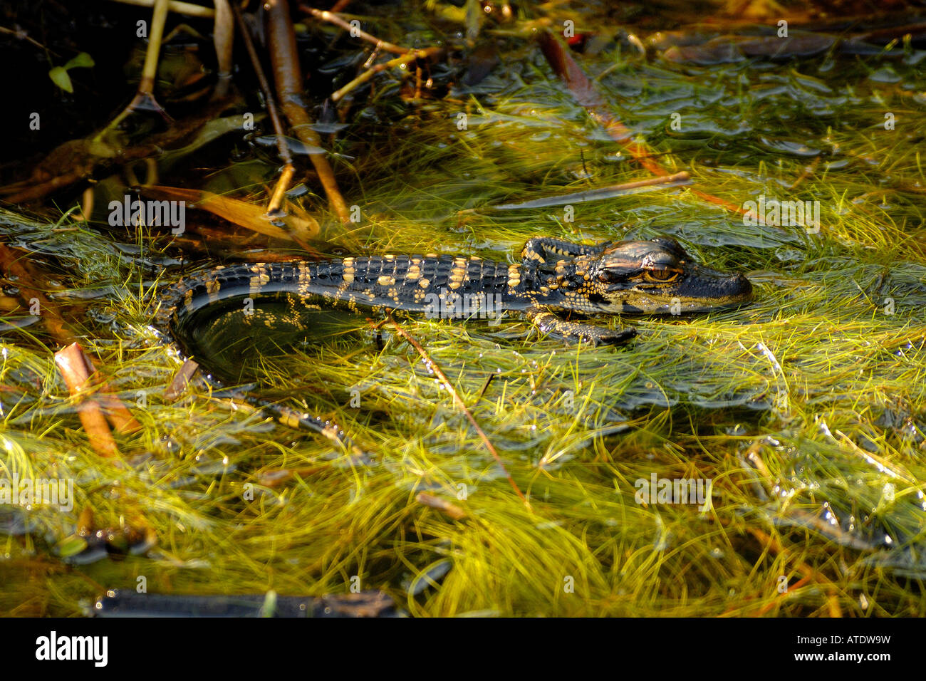 Juvenile American Alligator Alligator mississippiensis Florida Stock ...