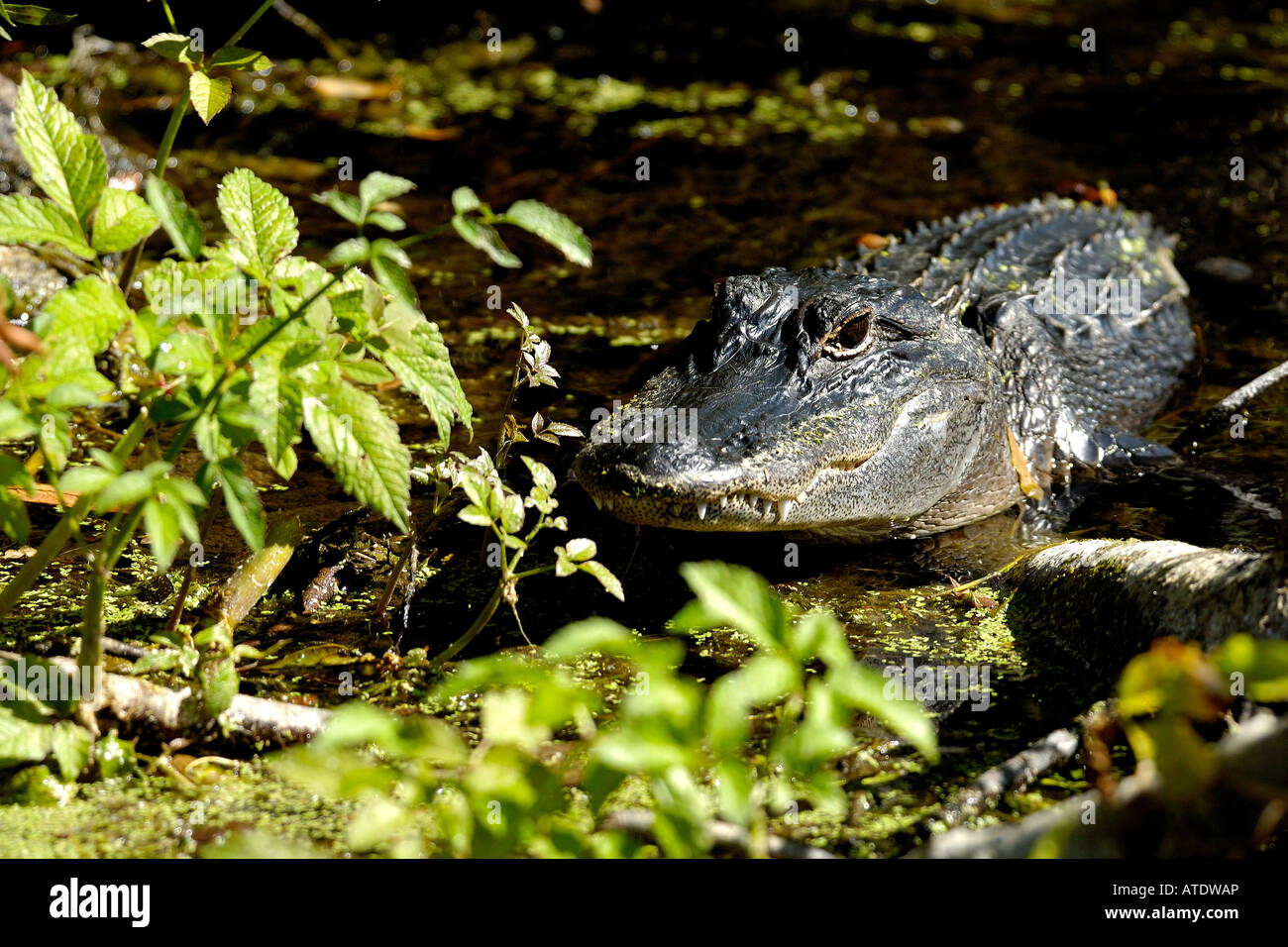 American Alligator Alligator mississippiensis Florida Stock Photo - Alamy