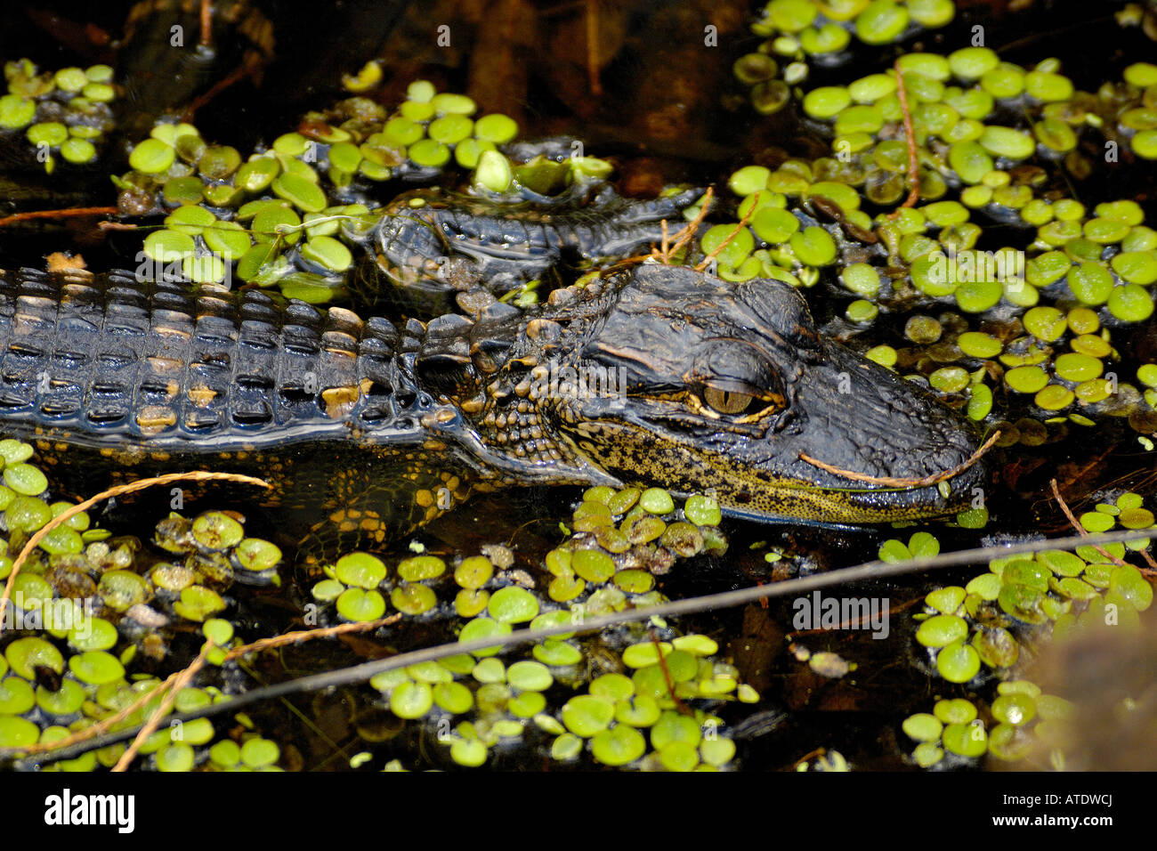 American Alligator Alligator mississippiensis Florida Stock Photo - Alamy