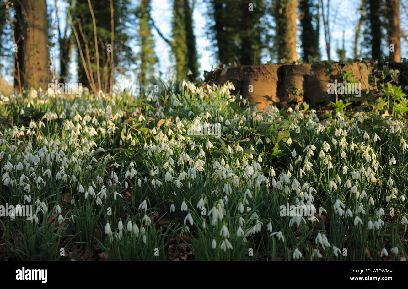 Snowdrops in woodland around a tree stunmp Stock Photo - Alamy