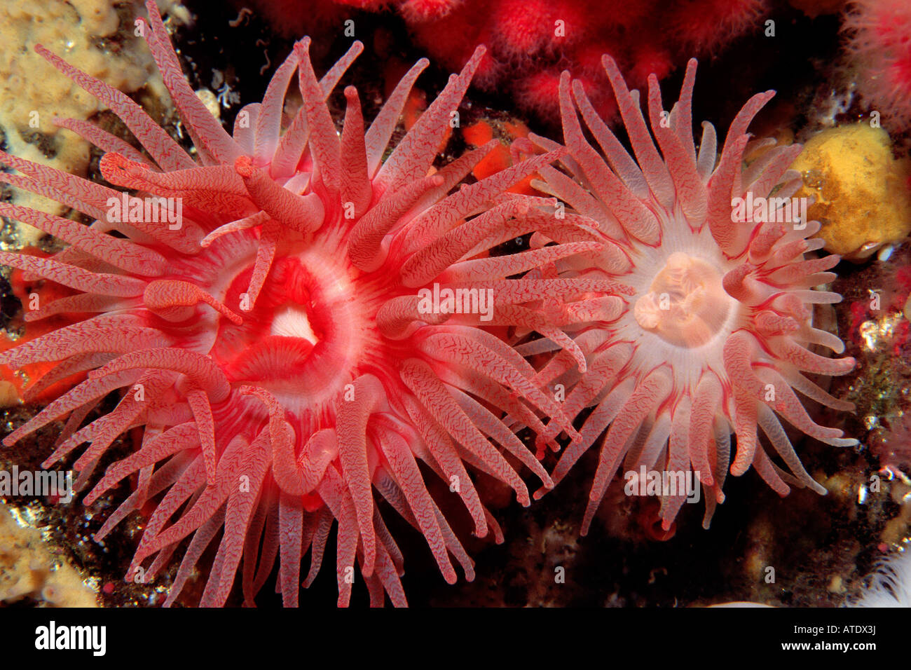 Fernaldi hi-res stock photography and images - Alamy