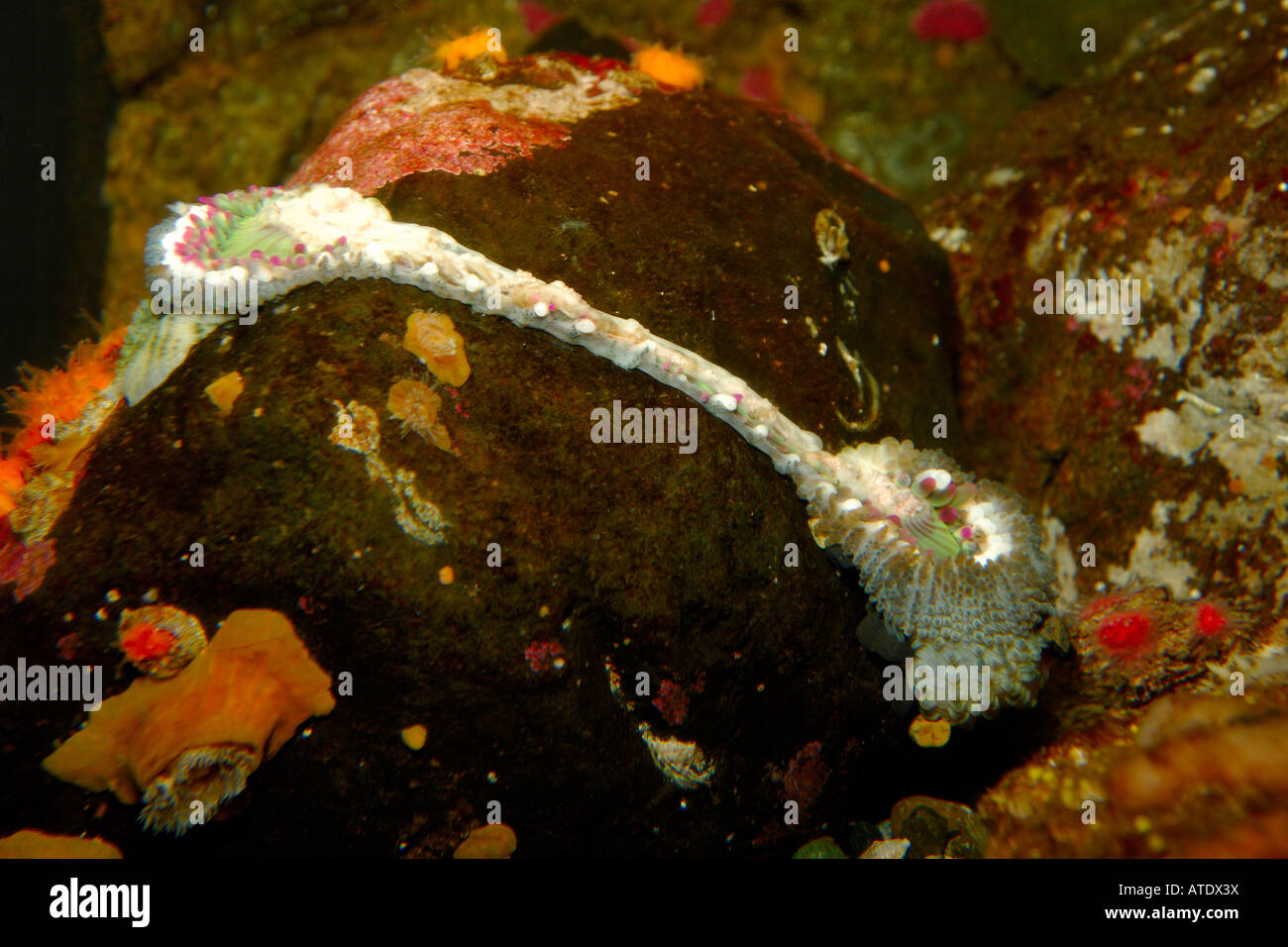 Aggregating anemone Anthopleura elegantissima showing asexual ...