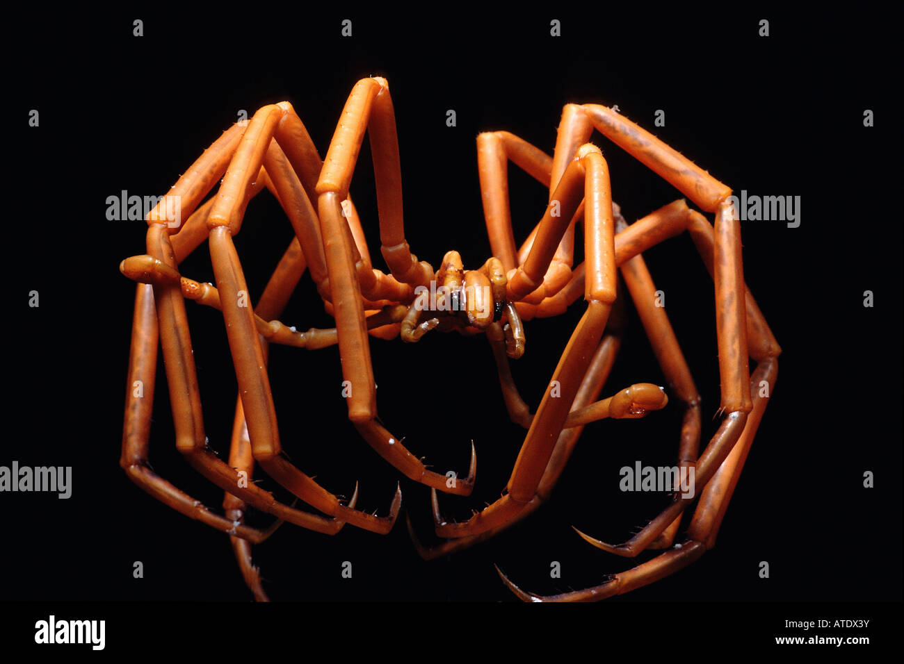 Sea spider Ammothea sp are bottom dwelling arthropods that feed on ...