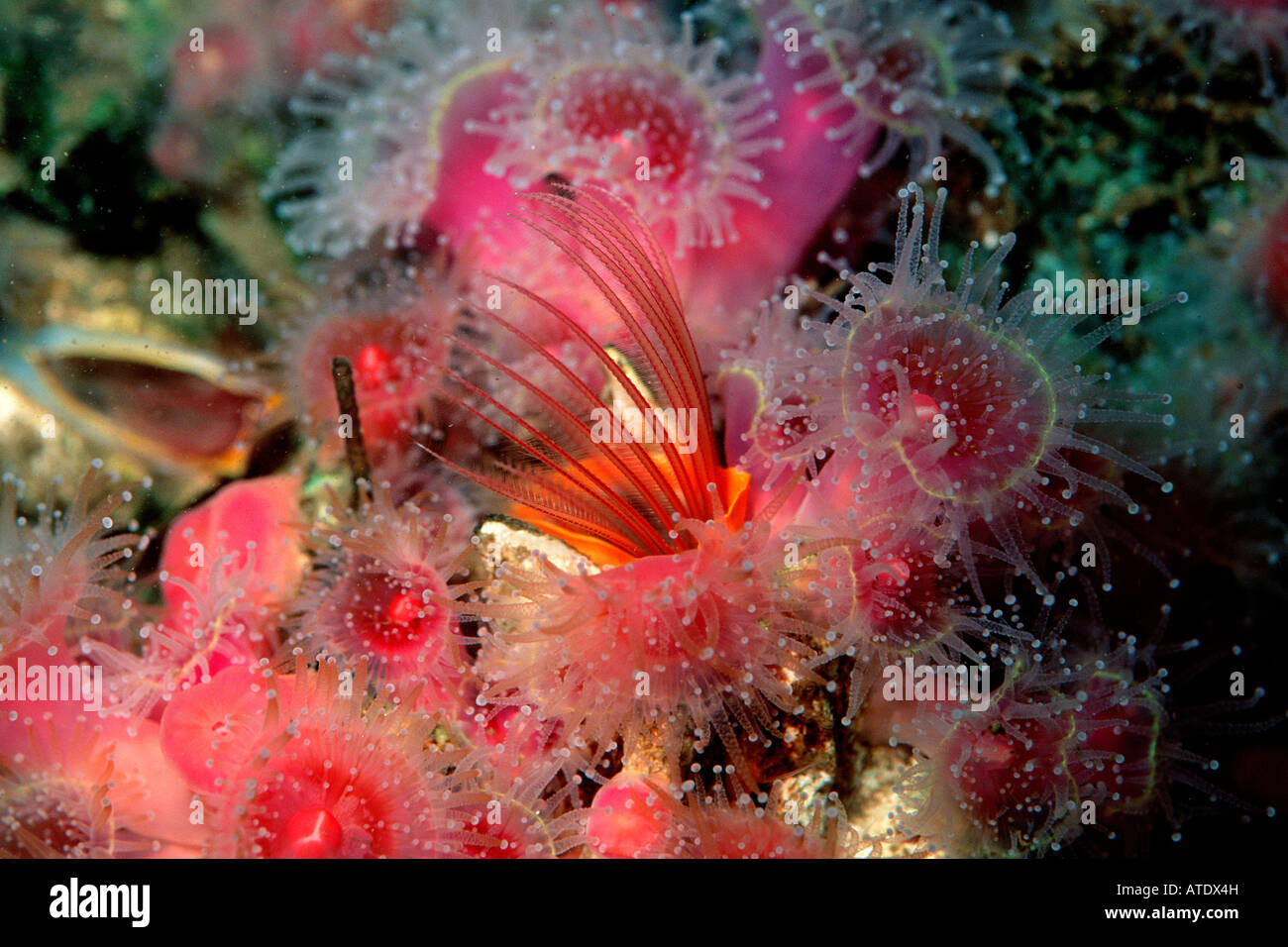 Giant acorn barnacle Balanus nubilus California Eastern Pacific Ocean ...