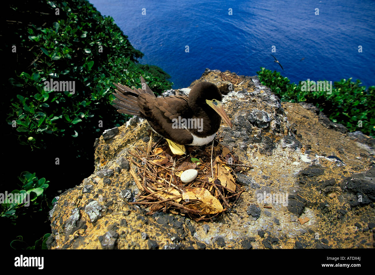 Brown booby Sula leucogaster Stock Photo - Alamy