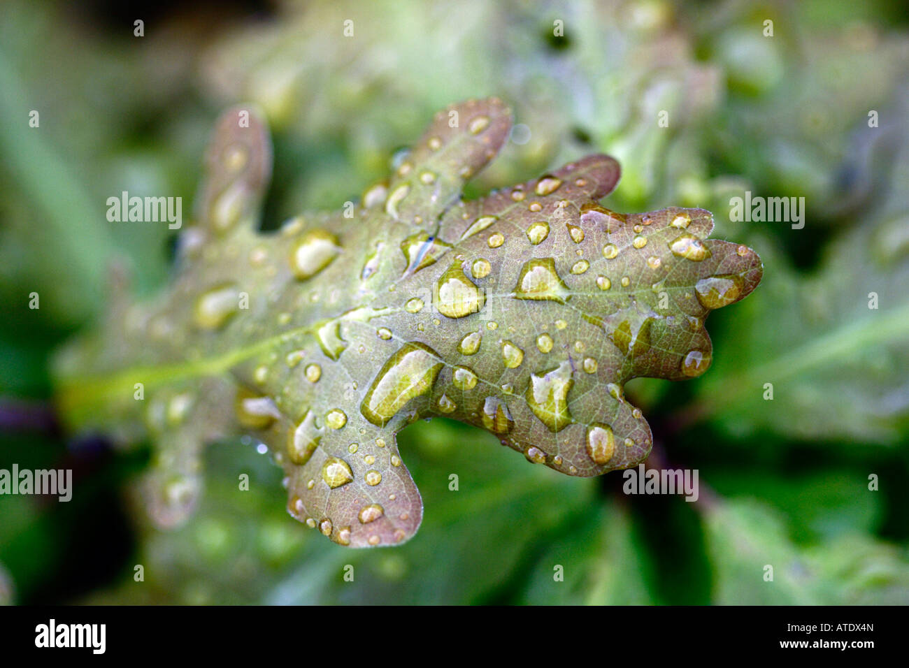 Raindrop leaf bend hi-res stock photography and images - Alamy