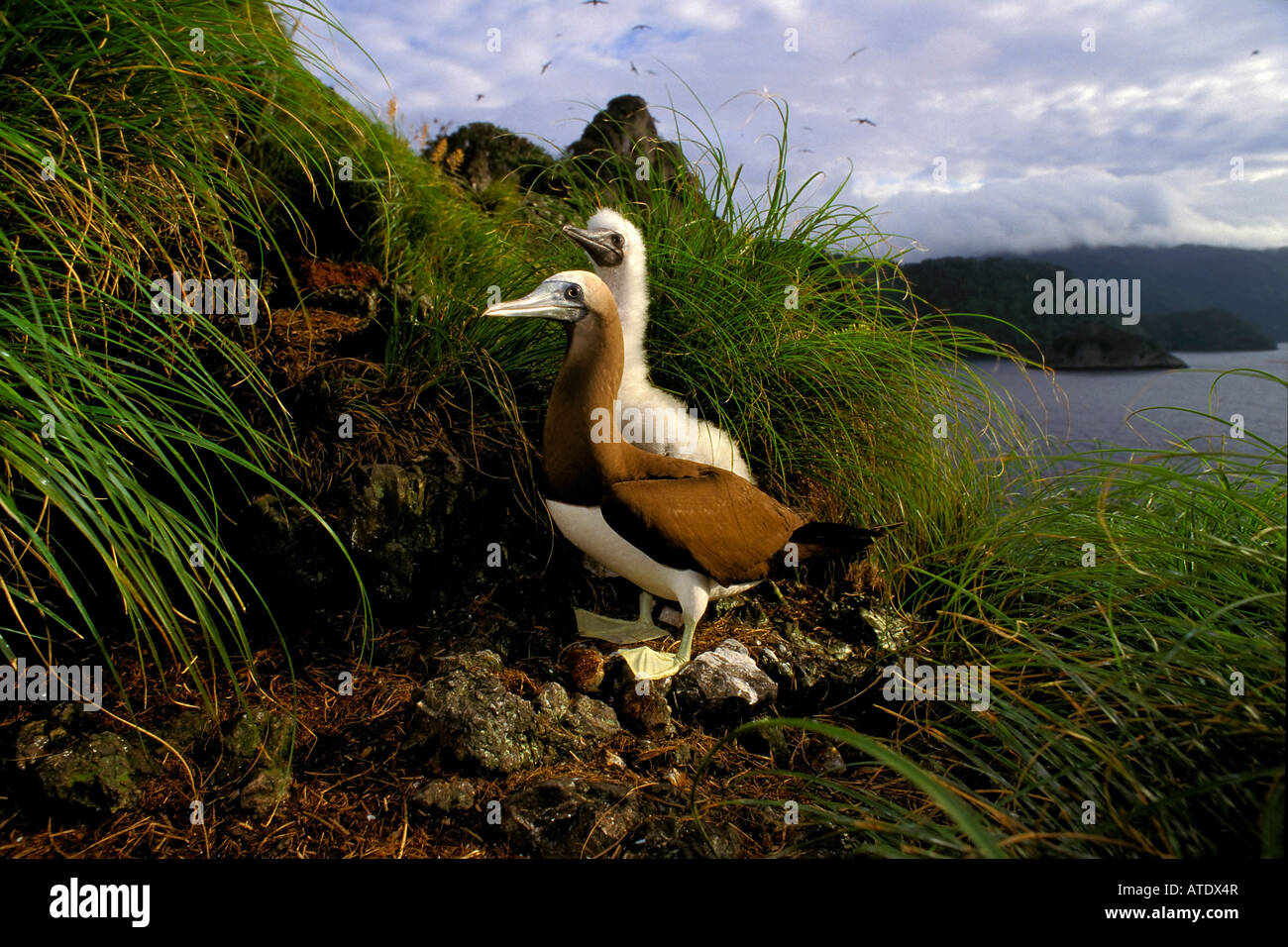 Brown booby Sula leucogaster Stock Photo - Alamy