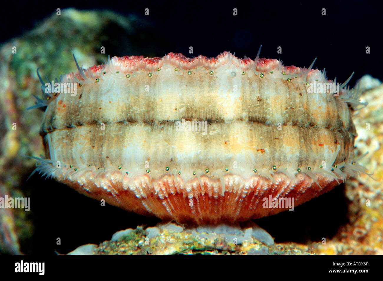 Spiny scallop Chlamys hastata British Columbia Pacific Ocean Stock ...