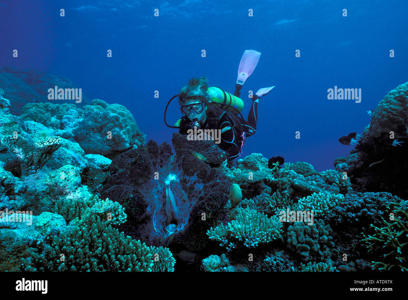 Giant clam great barrier reef hi-res stock photography and images - Alamy