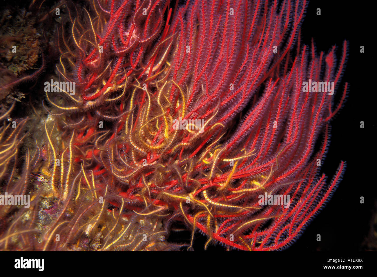 Red gorgonian and Spiny brittle star California Pacific Ocean Stock ...