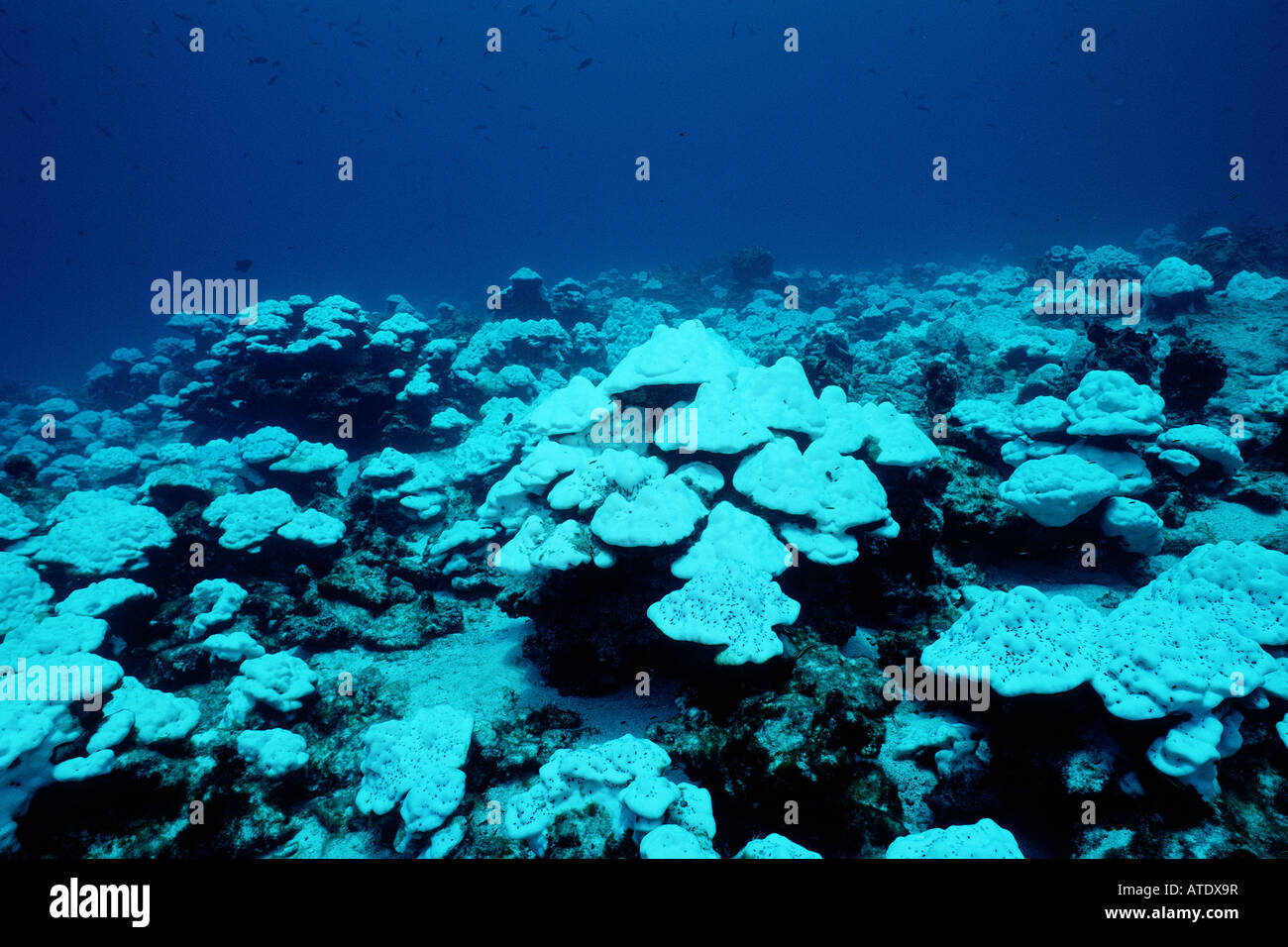 Coral reef bleached by high ocean temperatures Stock Photo - Alamy