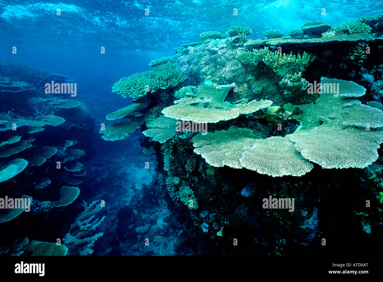 Great barrier reef underwater diversity hi-res stock photography and ...