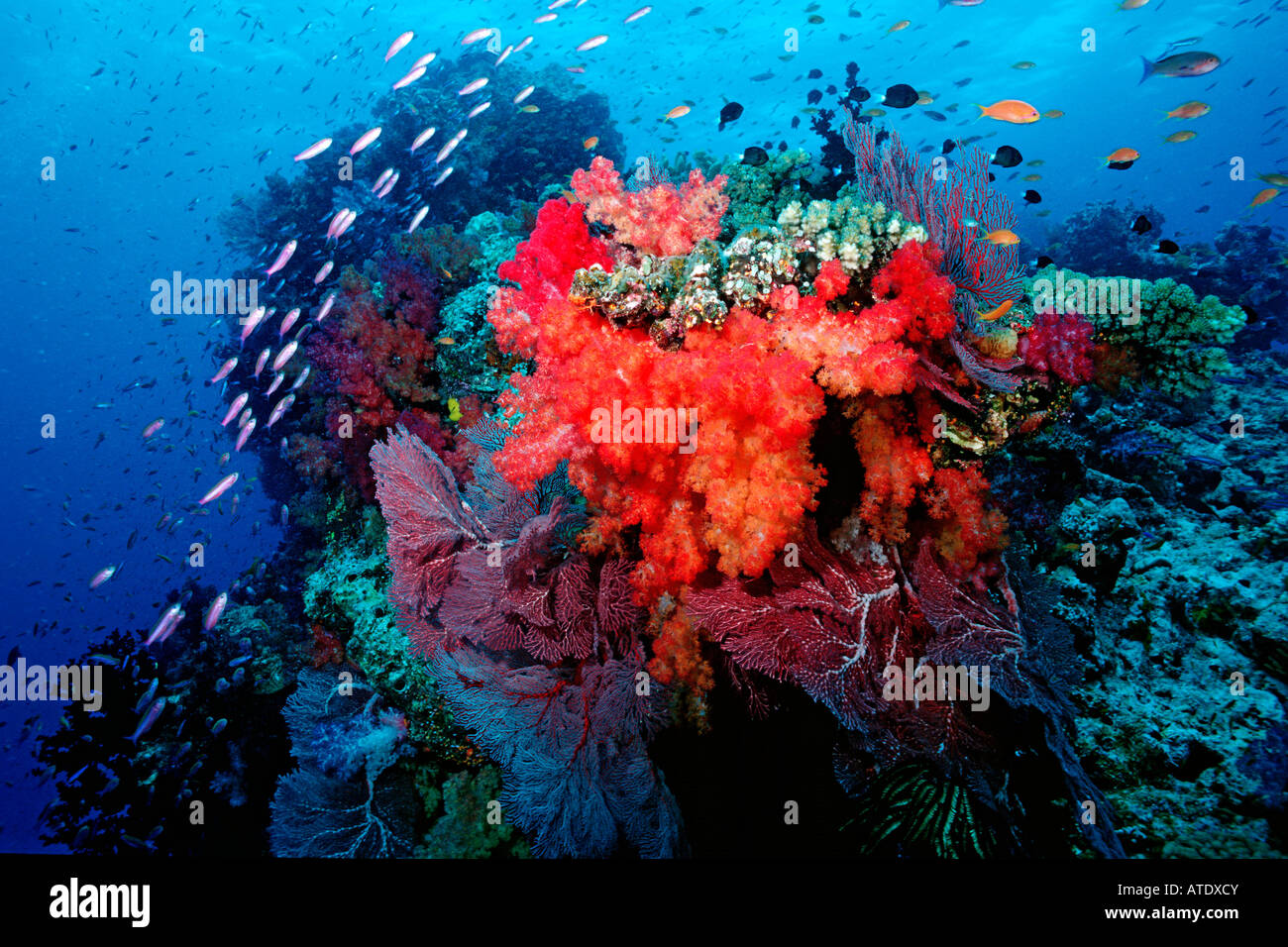 A tropical coral reef provides shelter for huge numbers of animals Fiji ...