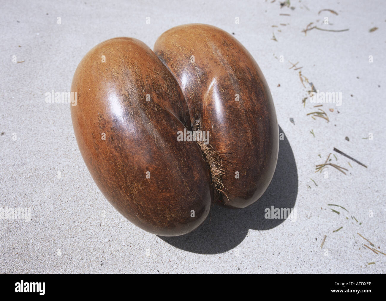 botany, Coconut, (Cocos nucifera), closed Coconut, Praslin Island ...