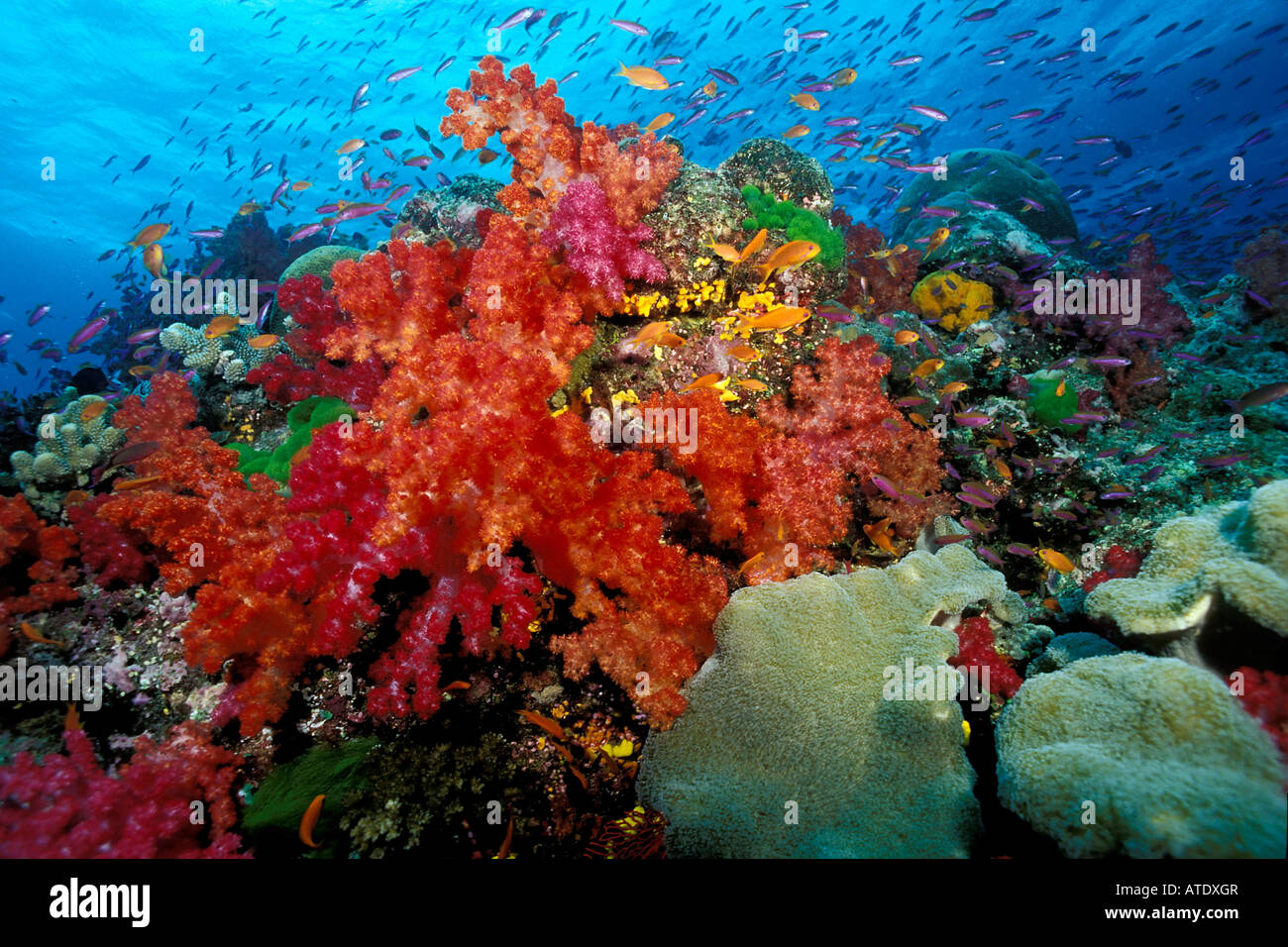 Tropical coral reef Fiji Pacific Ocean Stock Photo - Alamy