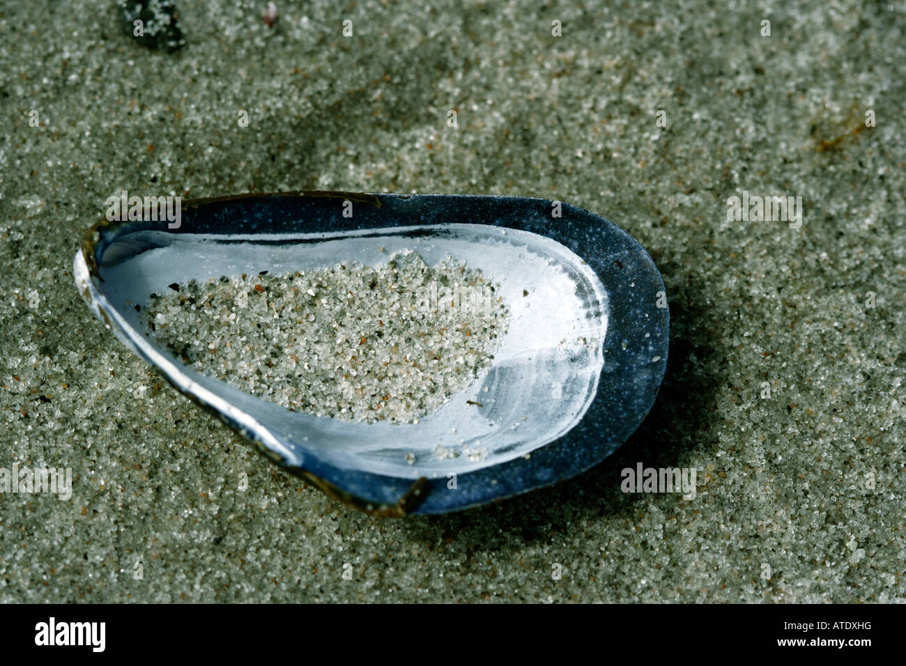 Sand filled shell on the seashore Stock Photo - Alamy