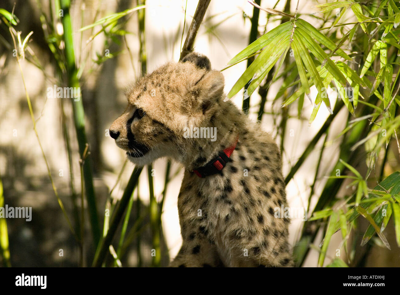 Cheetah cub at the Houston Zoo Texas USA Stock Photo - Alamy