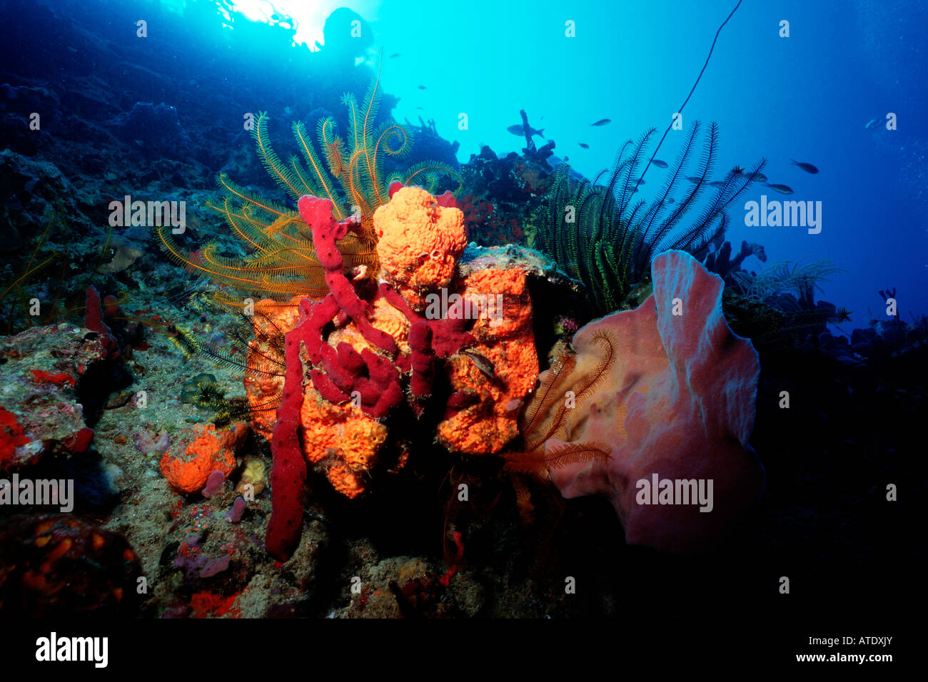 Tropical coral reef Caribbean Atlantic Ocean Stock Photo - Alamy