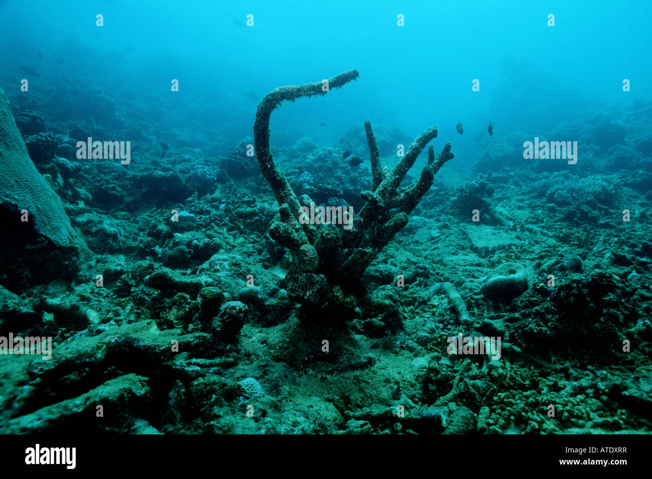 Dead coral reef hi-res stock photography and images - Alamy