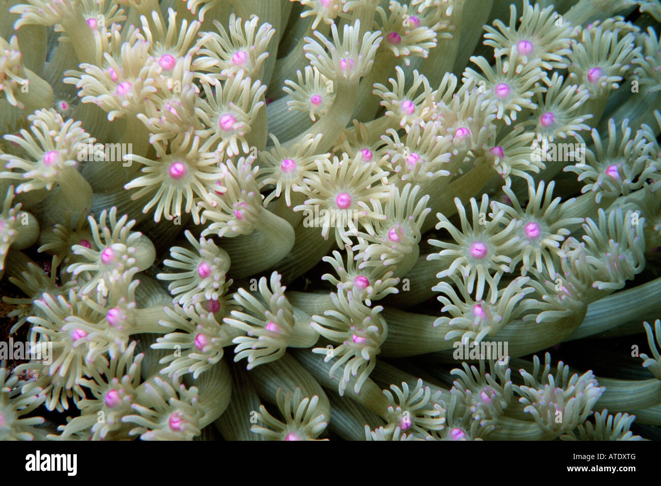 Flowers Resembling Coral Naked Coral Tree (Erythrina Coralloides).