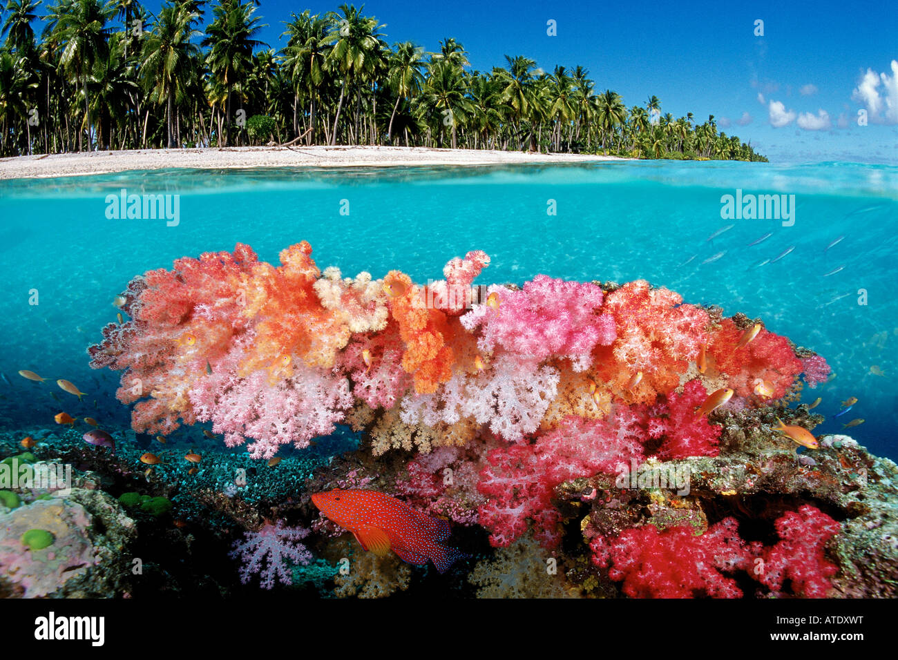 Tropical coral reef Fiji Pacific Ocean Stock Photo - Alamy