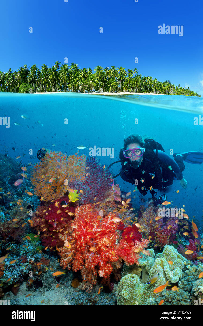 A tropical coral reef provides shelter for many animals Fiji Indo ...