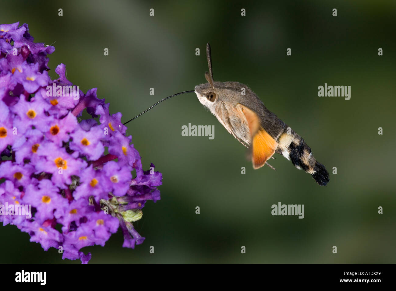 Hummingbird Hawk moth Macroglossum stellatarum hovering feeding on ...