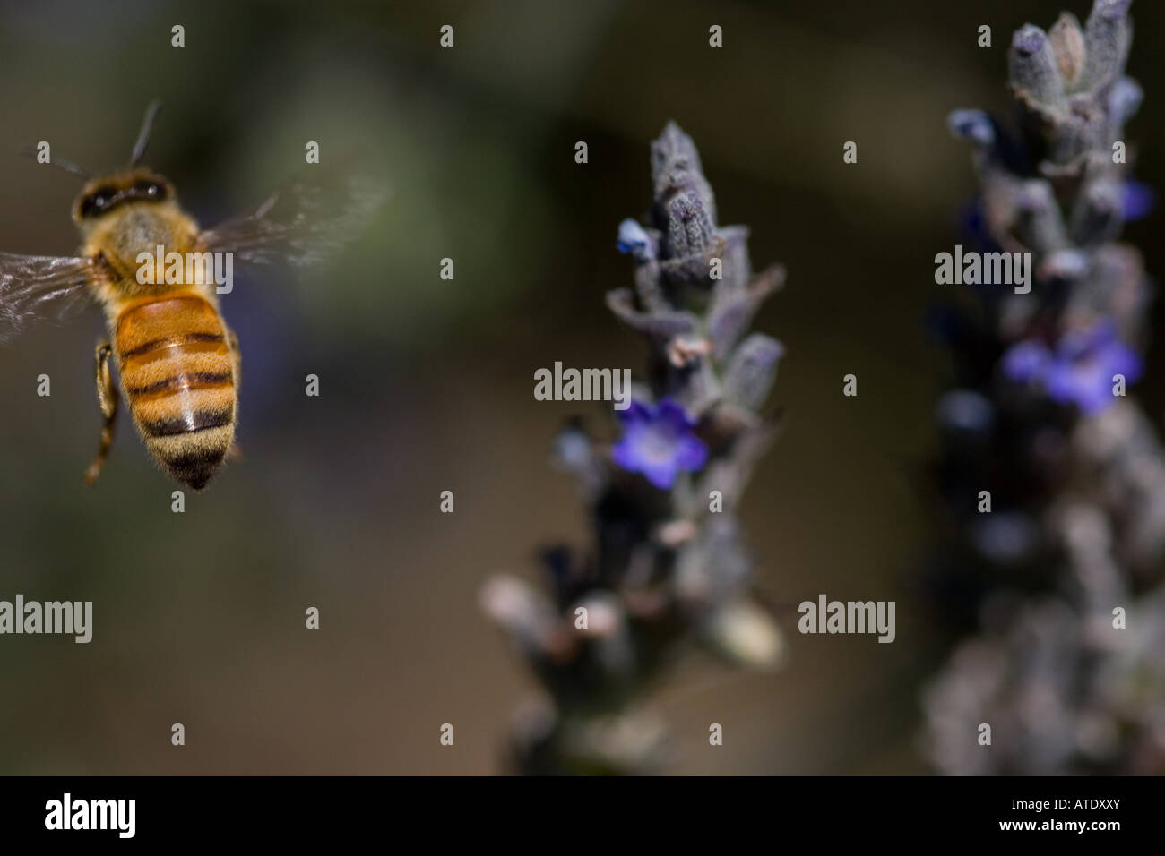 a honey bee pollinating a flower (Apis mellifera Stock Photo - Alamy