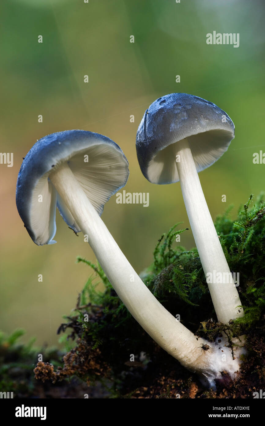 Pluteus salicinus growing on old log with nice out of focus background ...