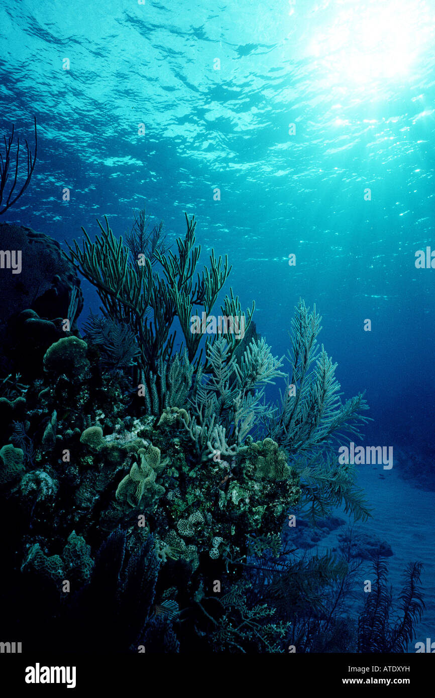 A tropical coral reef Belize Caribbean Atlantic Ocean Stock Photo - Alamy