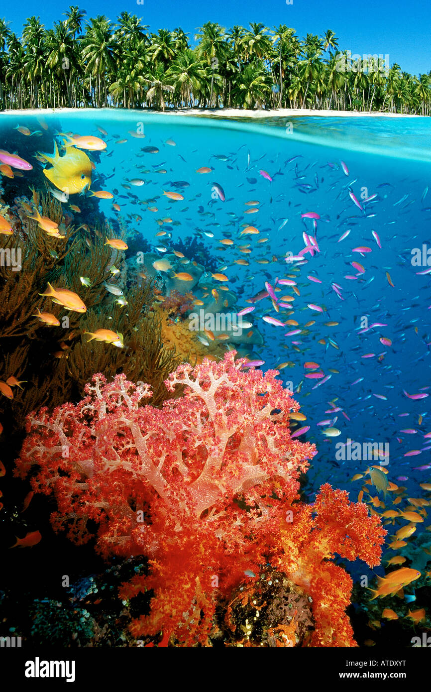 Tropical coral reef Fiji Pacific Ocean Stock Photo - Alamy