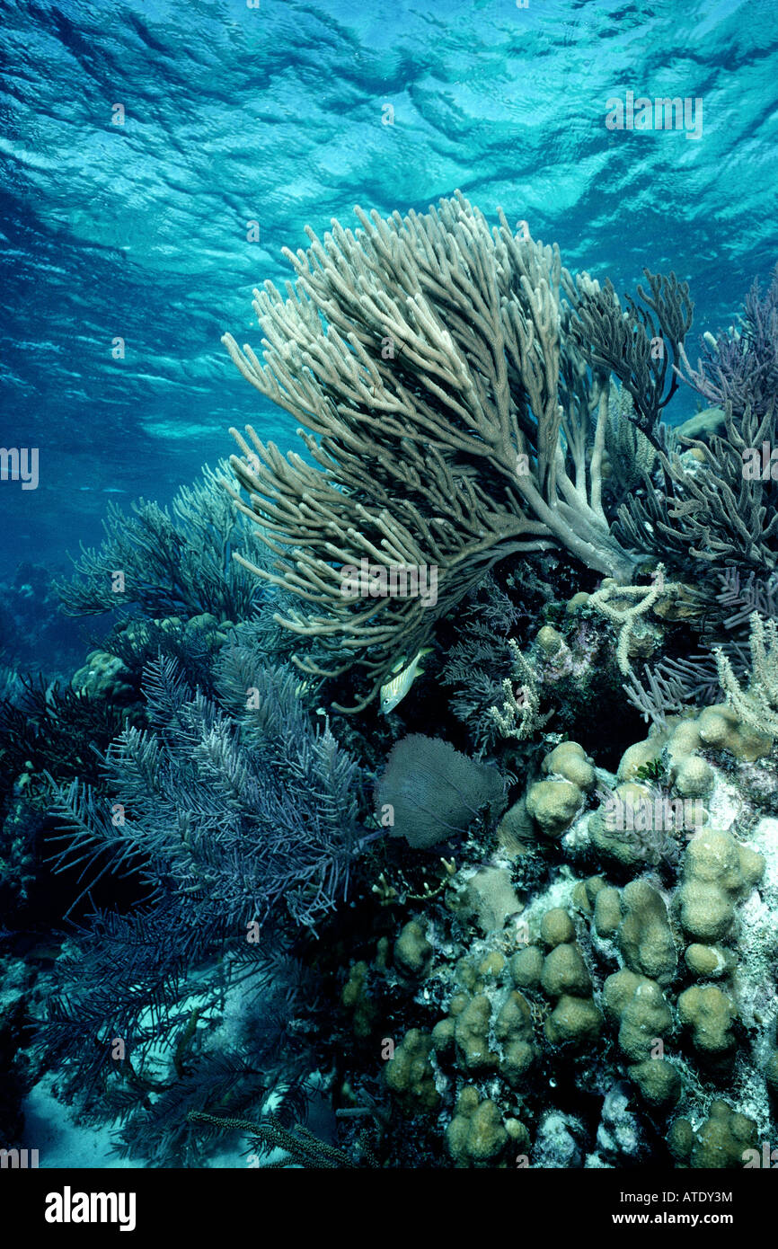 A tropical coral reef Belize Caribbean Atlantic Ocean Stock Photo - Alamy
