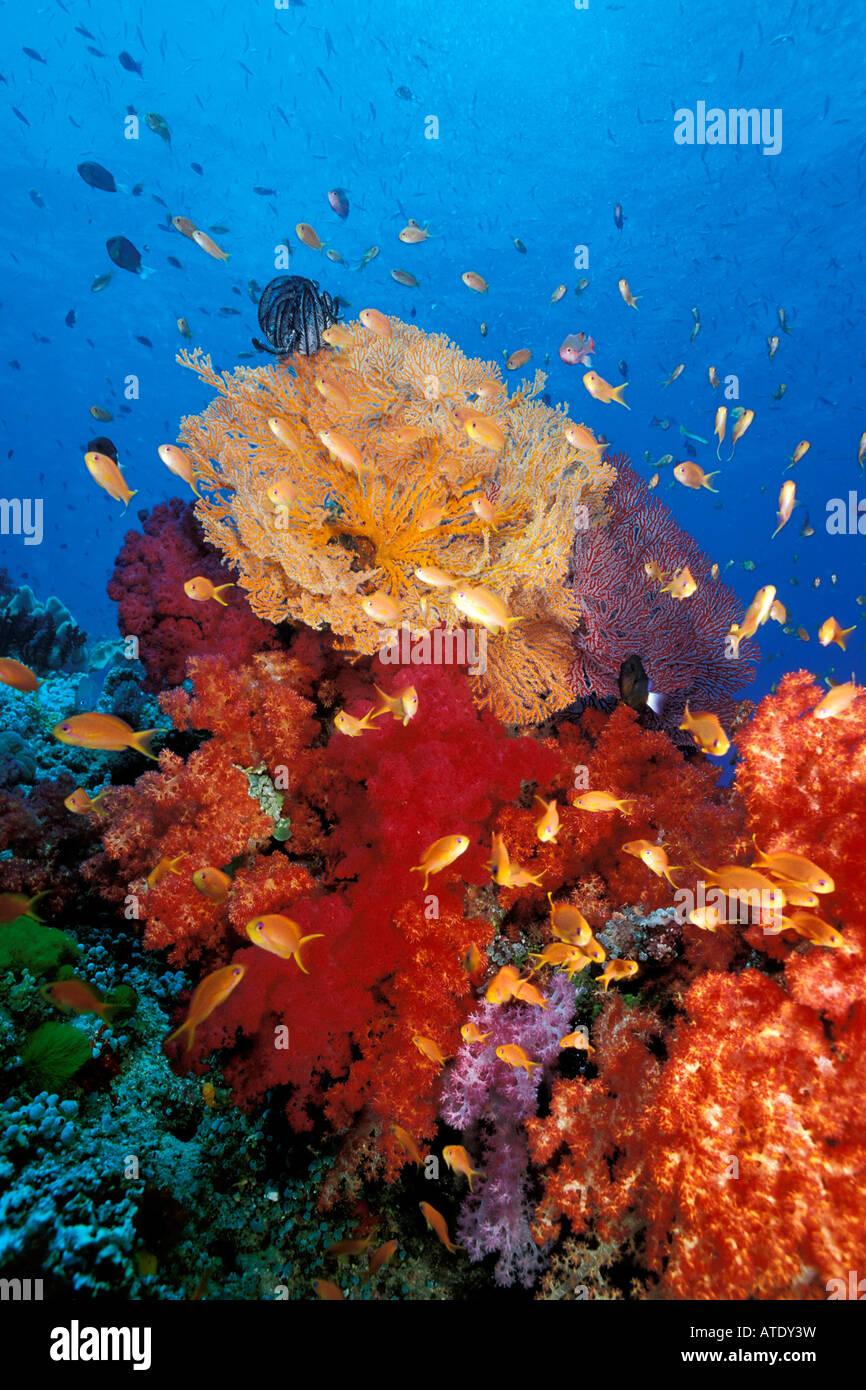 Tropical coral reef Fiji Pacific Ocean Stock Photo - Alamy