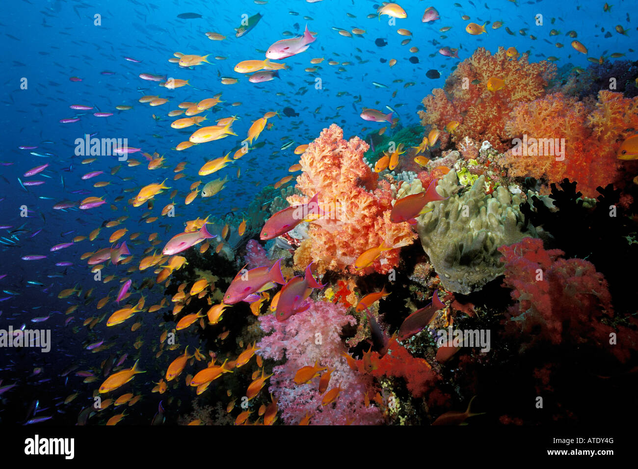 Tropical coral reef Fiji Pacific Ocean Stock Photo - Alamy