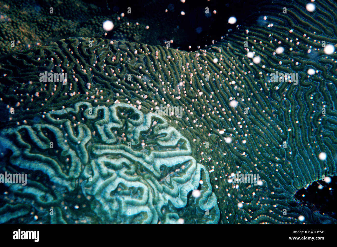 Brain coral Diploria sp spawning Caribbean Atlantic Ocean Stock Photo ...