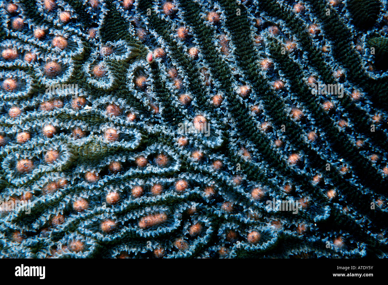 Brain coral Diploria sp. spawning Caribbean Atlantic Ocean Stock Photo ...