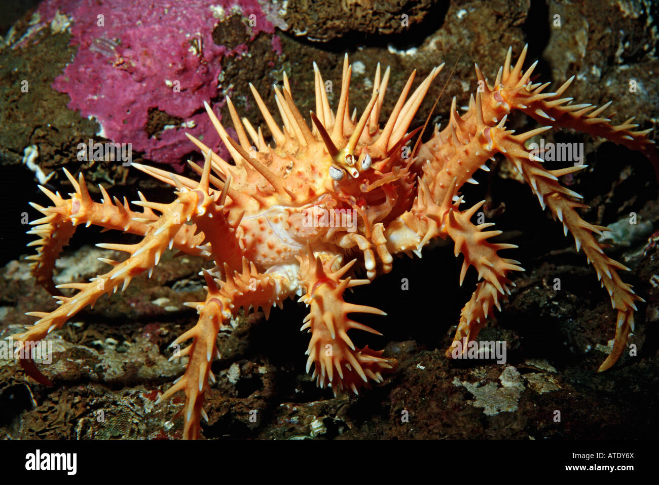 Juvenile Red king crab Paralithodes camtschaticus Stock Photo - Alamy