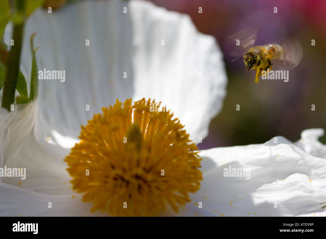 a honey bee pollinating a flower (Apis mellifera Stock Photo - Alamy