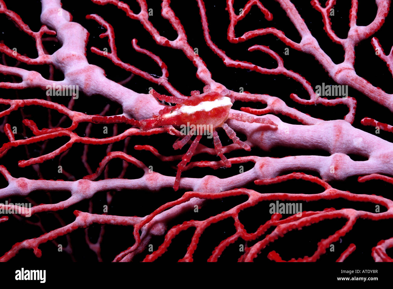 Arrowhead crab Xenocarcinus conicus Stock Photo - Alamy