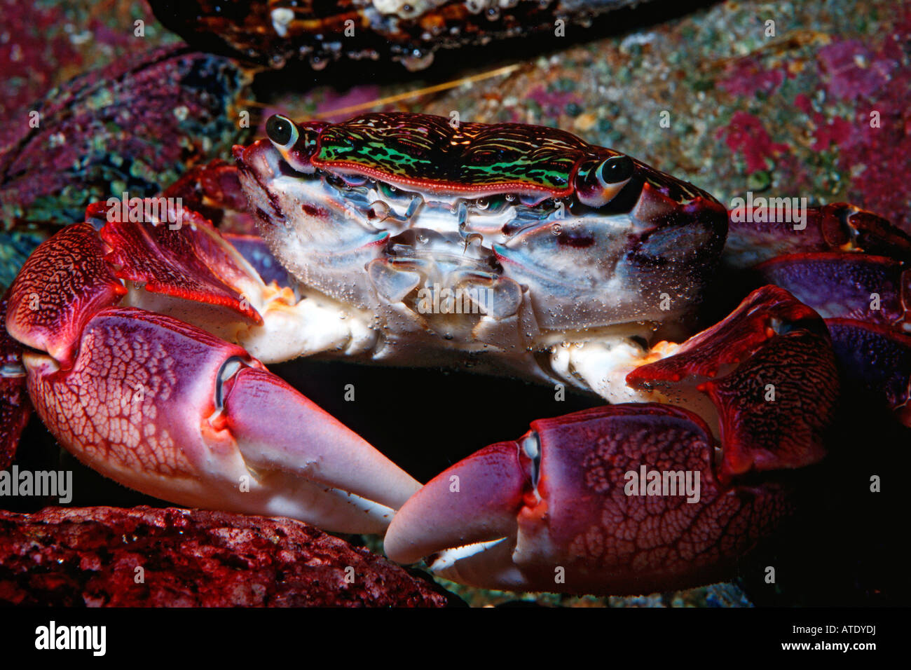 Striped shore crab Pachygrapsus crassipes California Pacific Ocean ...