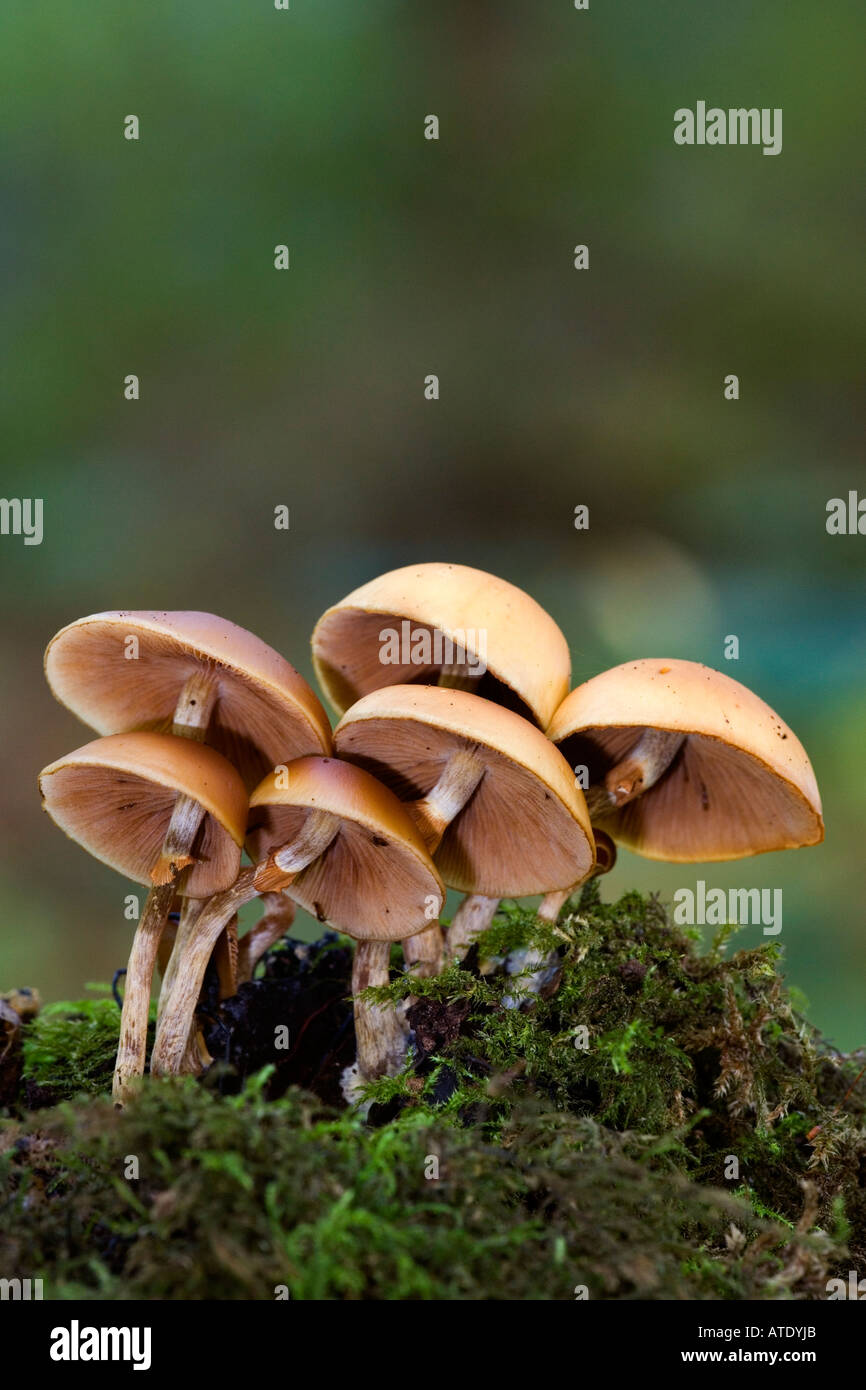 Fungus hypholoma sublateritium hi-res stock photography and images - Alamy