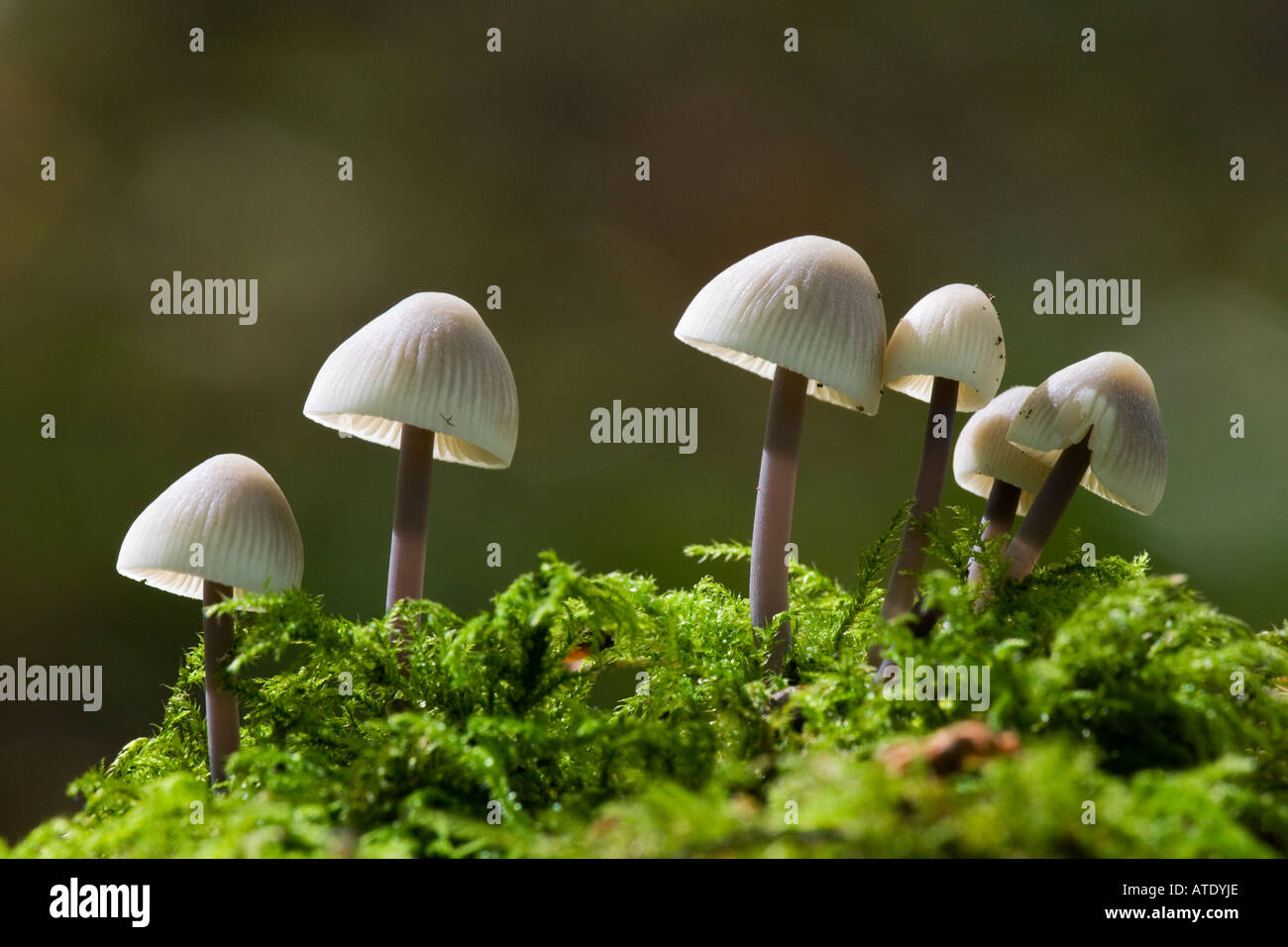 group of mycena growing on mossy stump with soft back lighting ...