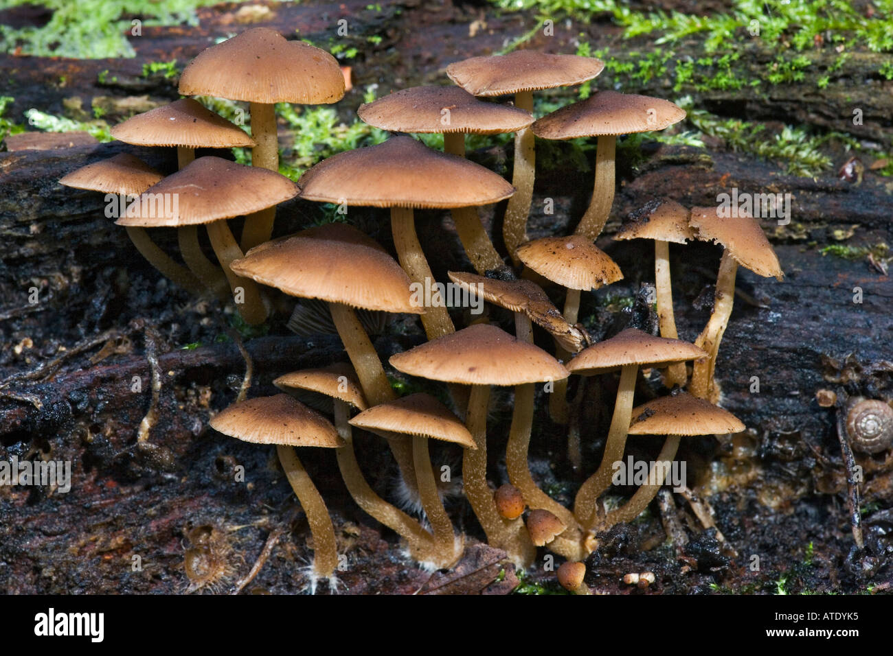 Chicksands hi-res stock photography and images - Alamy