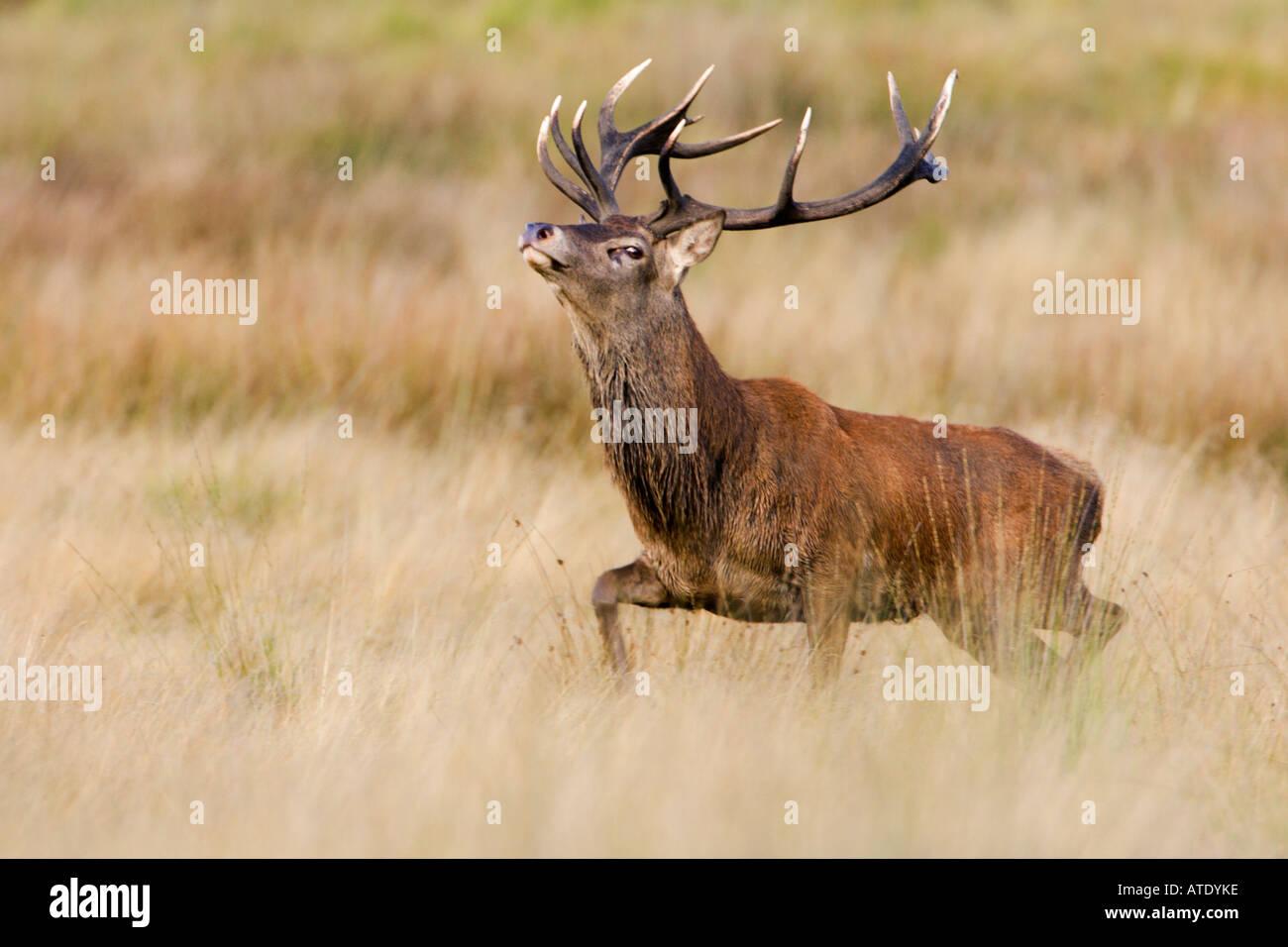 Red Deer Cervus elaphus stag in the rut head up trotting looking mad ...