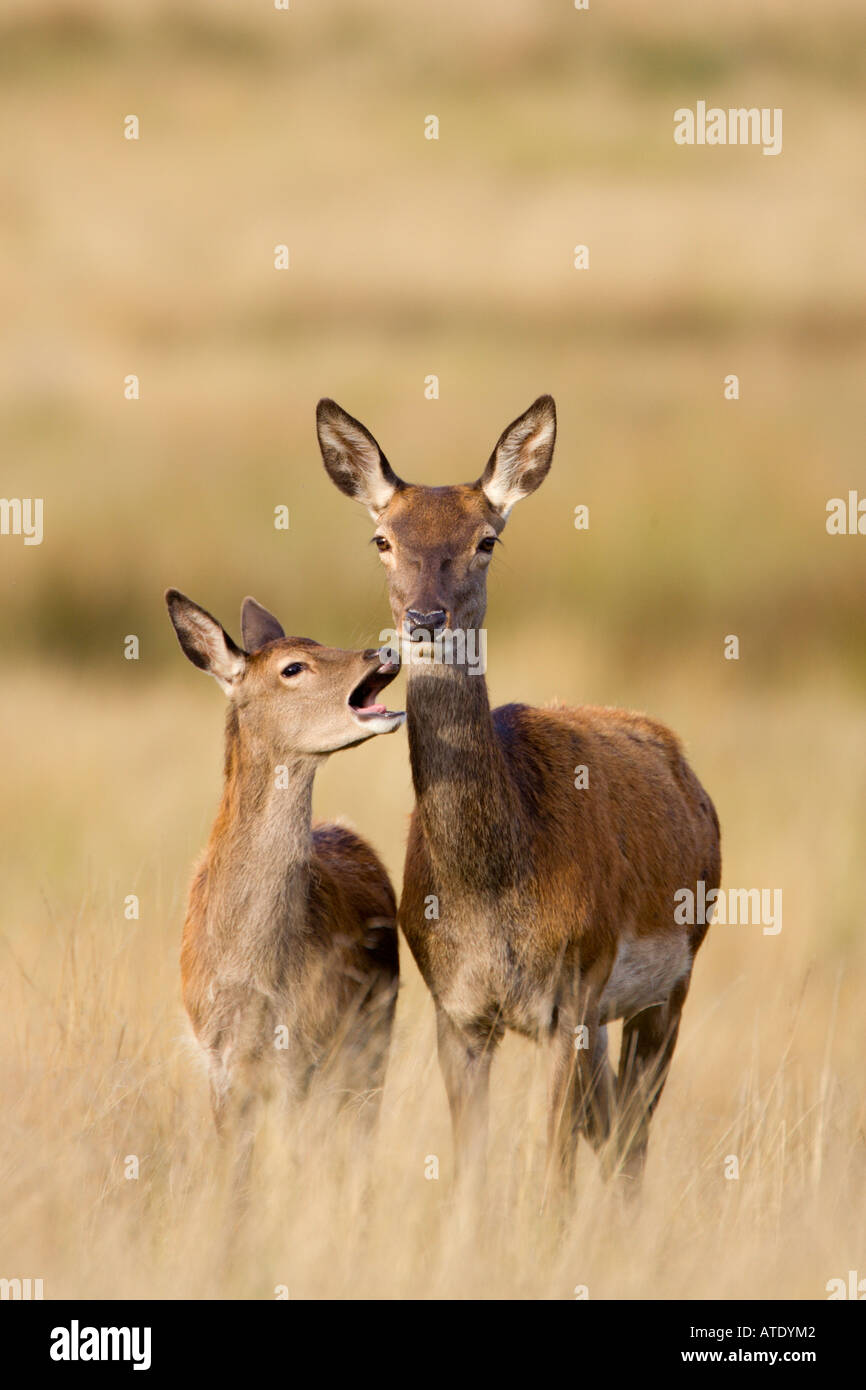 Deer british hi-res stock photography and images - Alamy