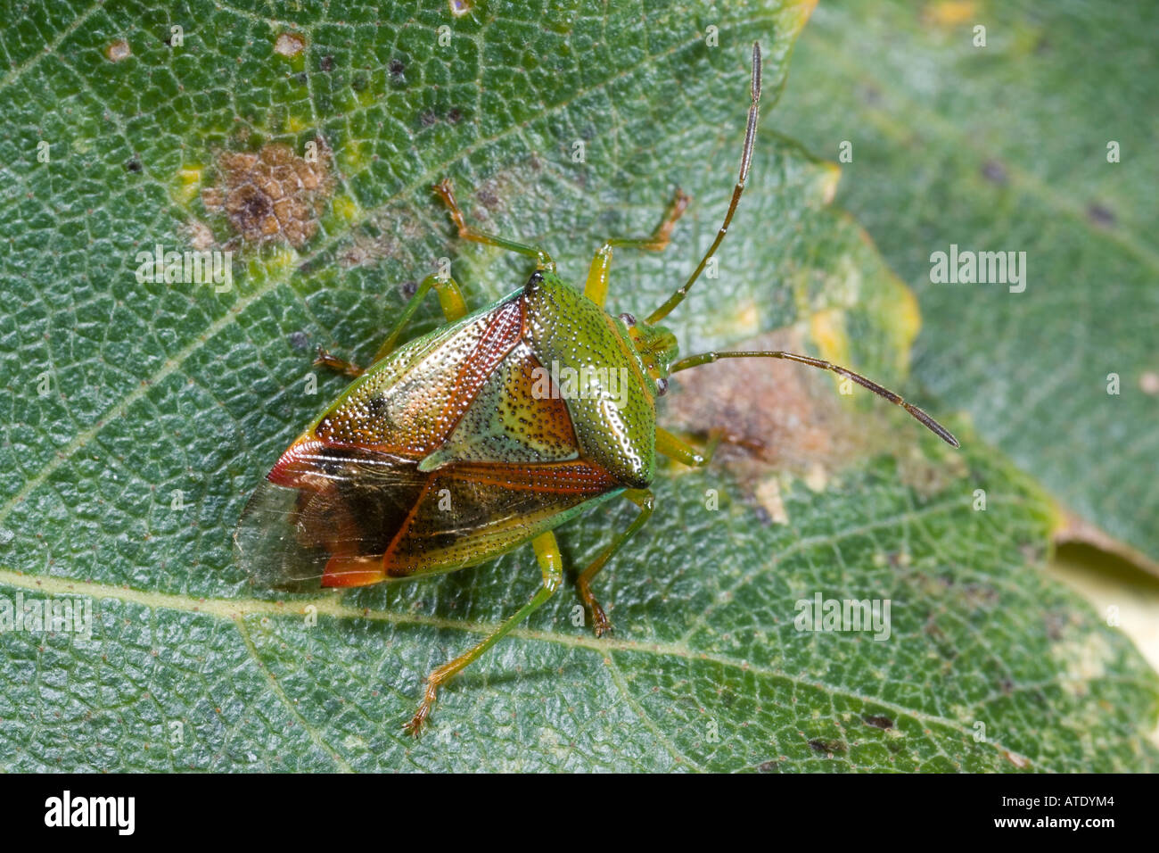 Birch Shield Bug Elasmostethus interstinctus on Birch leaf in Kings ...